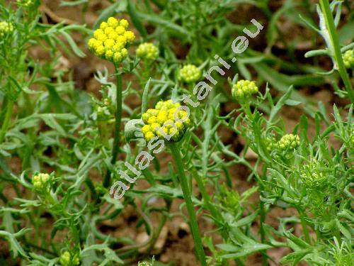 Lonas annua (L.) Vines et Druce (Lonas inodora) - ATLAS KVĚTIN