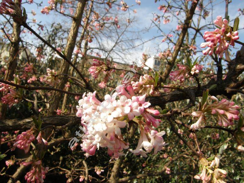 Viburnum farreri Stearn (Viburnum fragrans Bunge) - ATLAS KVĚTIN