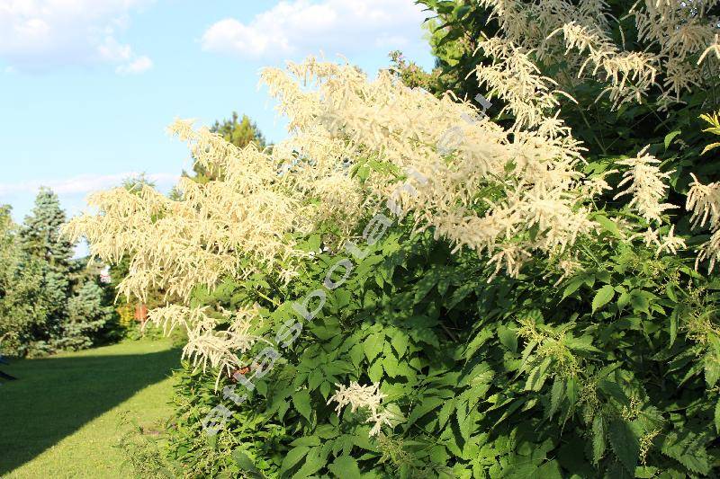 Aruncus vulgaris Rafin. (Aruncus sylvestris Kostel., Aruncus dioicus ...