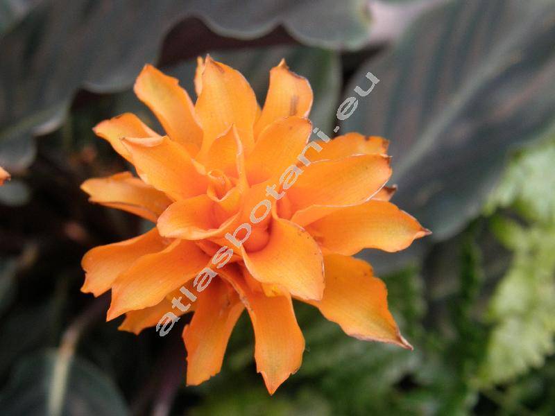 Calathea crocata 'Tassmania' (Calathea crocata Morr. et Jor., Maranta ...